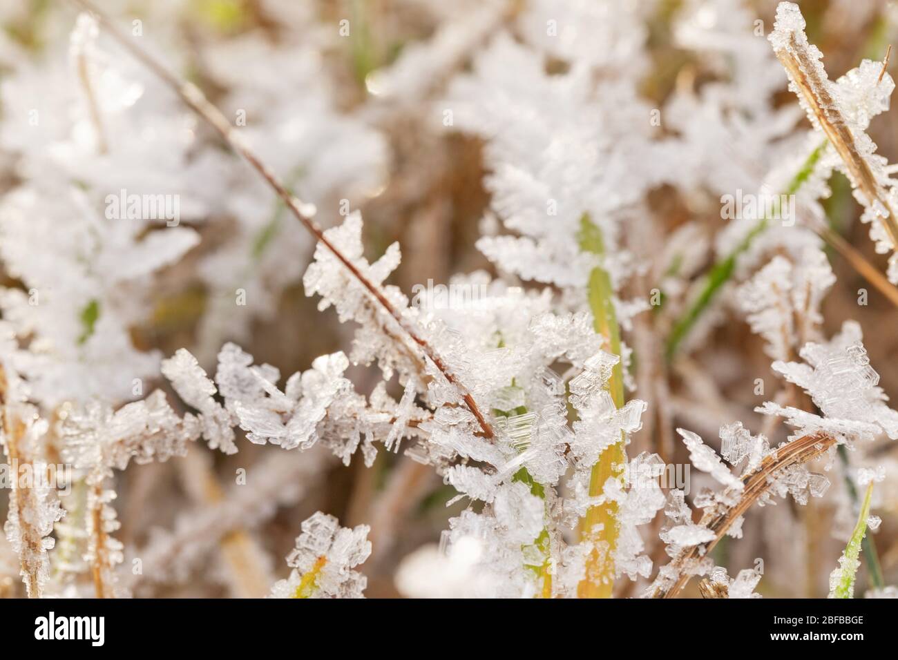 First autumn leaves on grass hi-res stock photography and images - Alamy