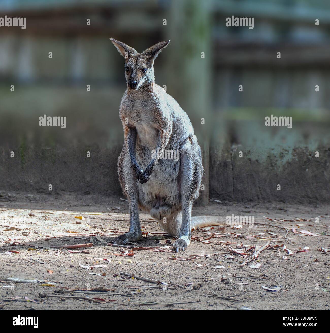 Kangaroo Sydney High Resolution Stock Photography and Images - Alamy