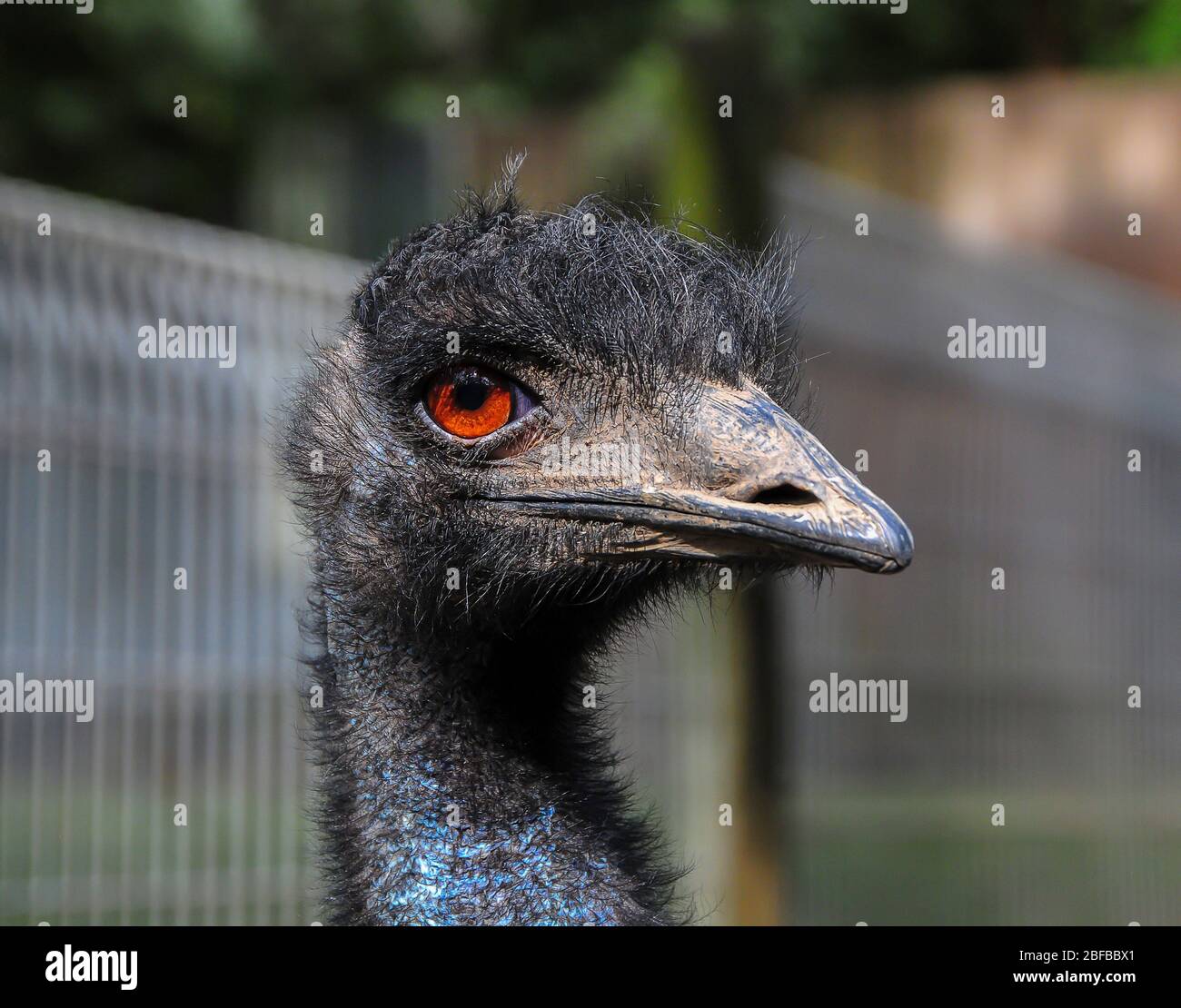 Mob of emu hi-res stock photography and images - Alamy