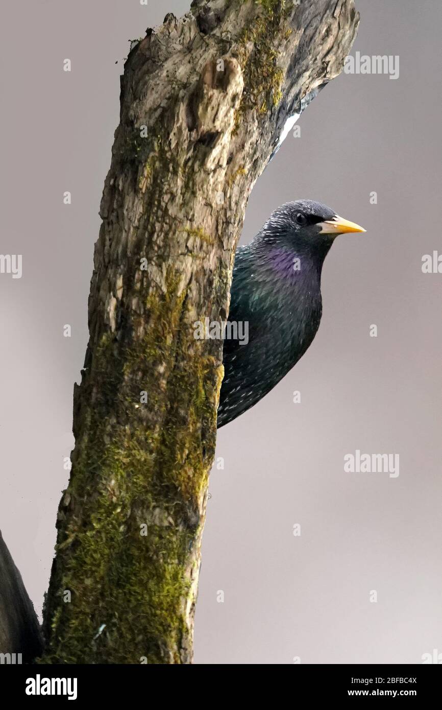 European Starling on perch Stock Photo - Alamy