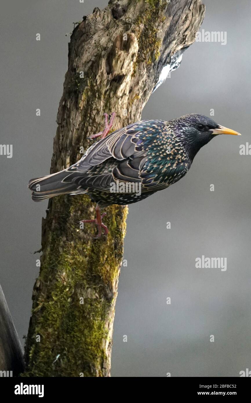 Large groups of starlings hi-res stock photography and images - Alamy