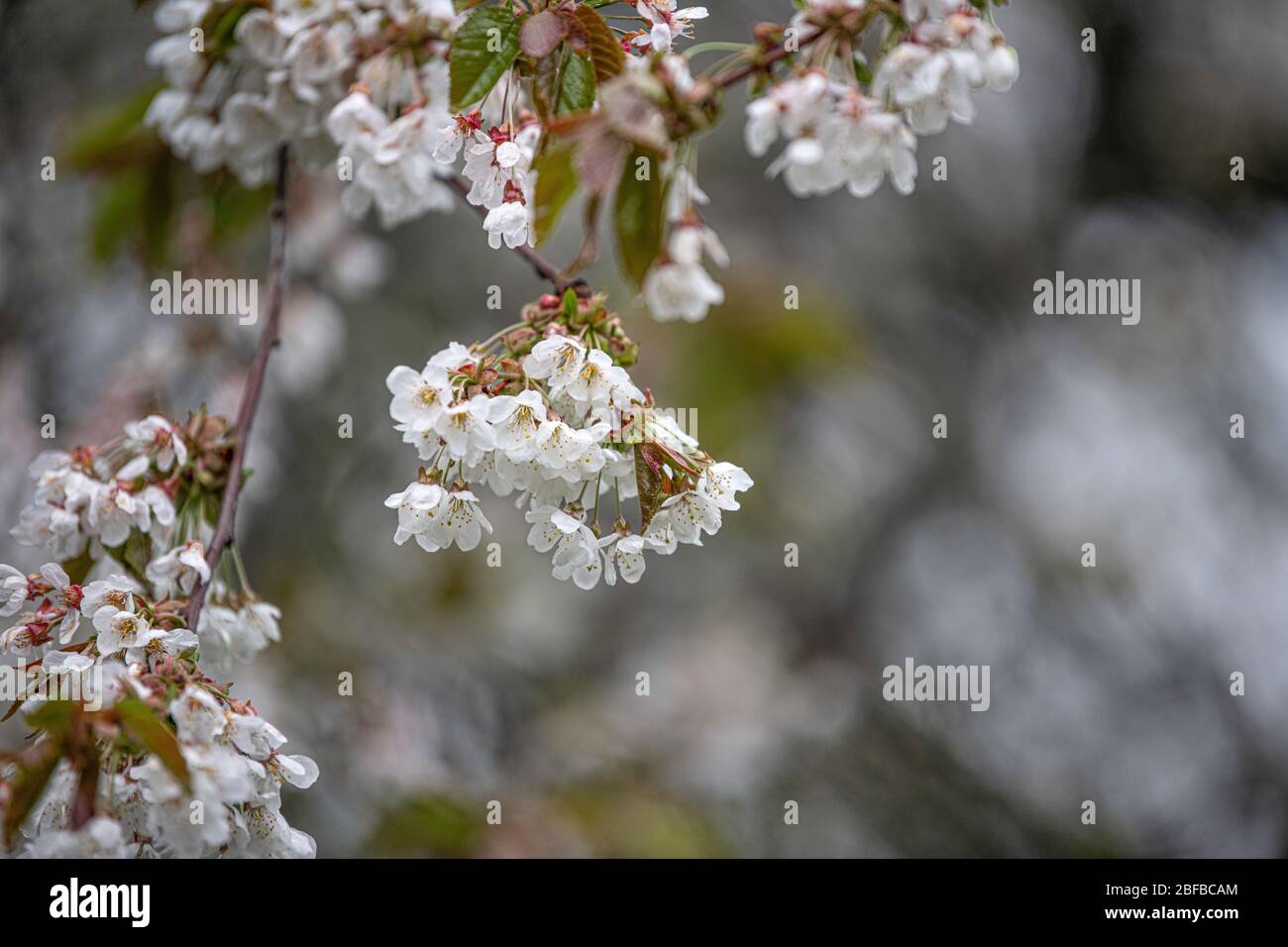 Spring summer April blossom in bloom as the bright sunny weather ...