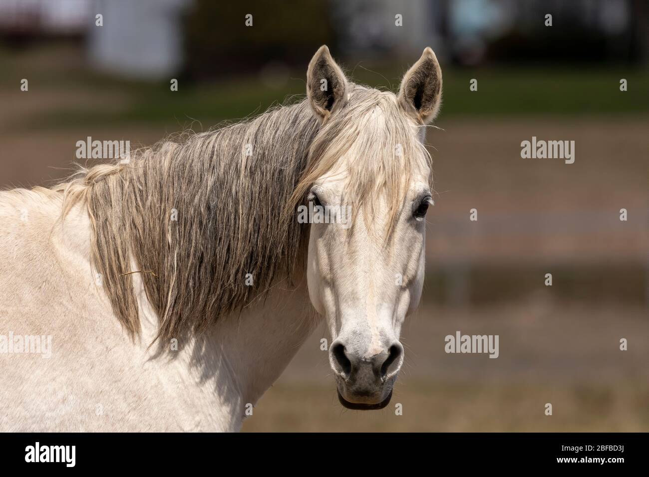 Andalusian Horse Foal High Resolution Stock Photography and Images - Alamy