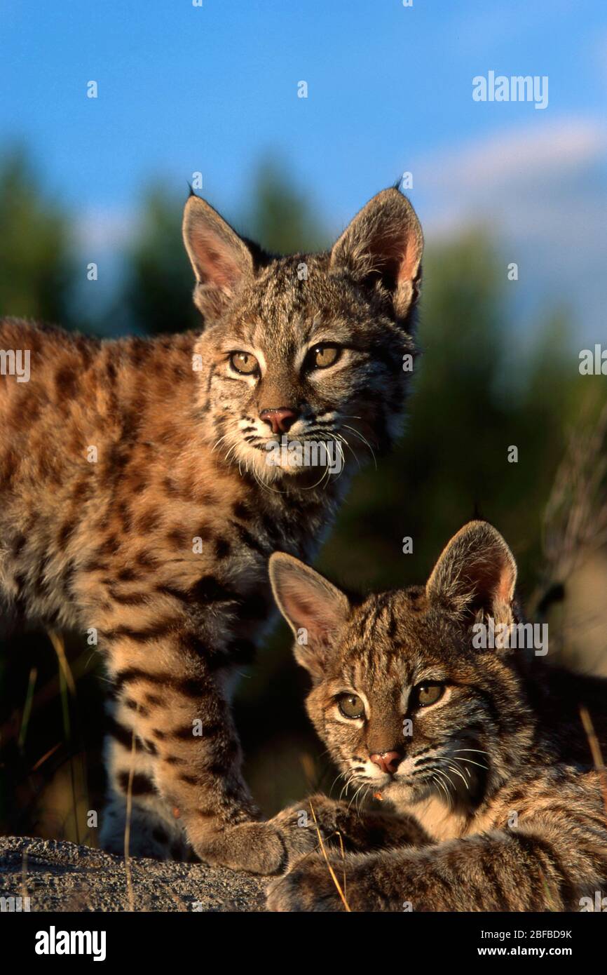 Baby Bobcat High Resolution Stock Photography and Images - Alamy