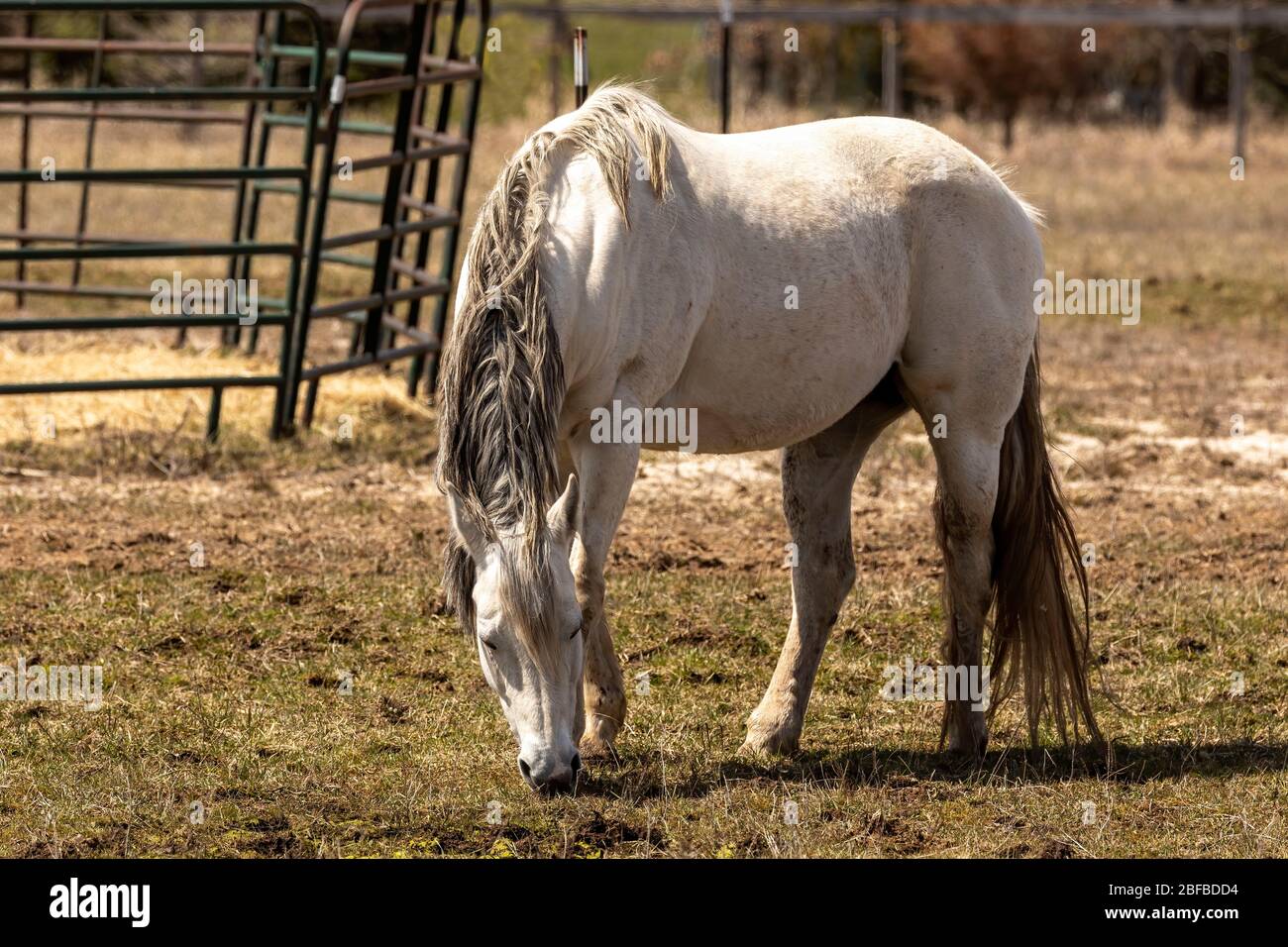 Outdoor fence andalusian horse hi-res stock photography and images - Alamy