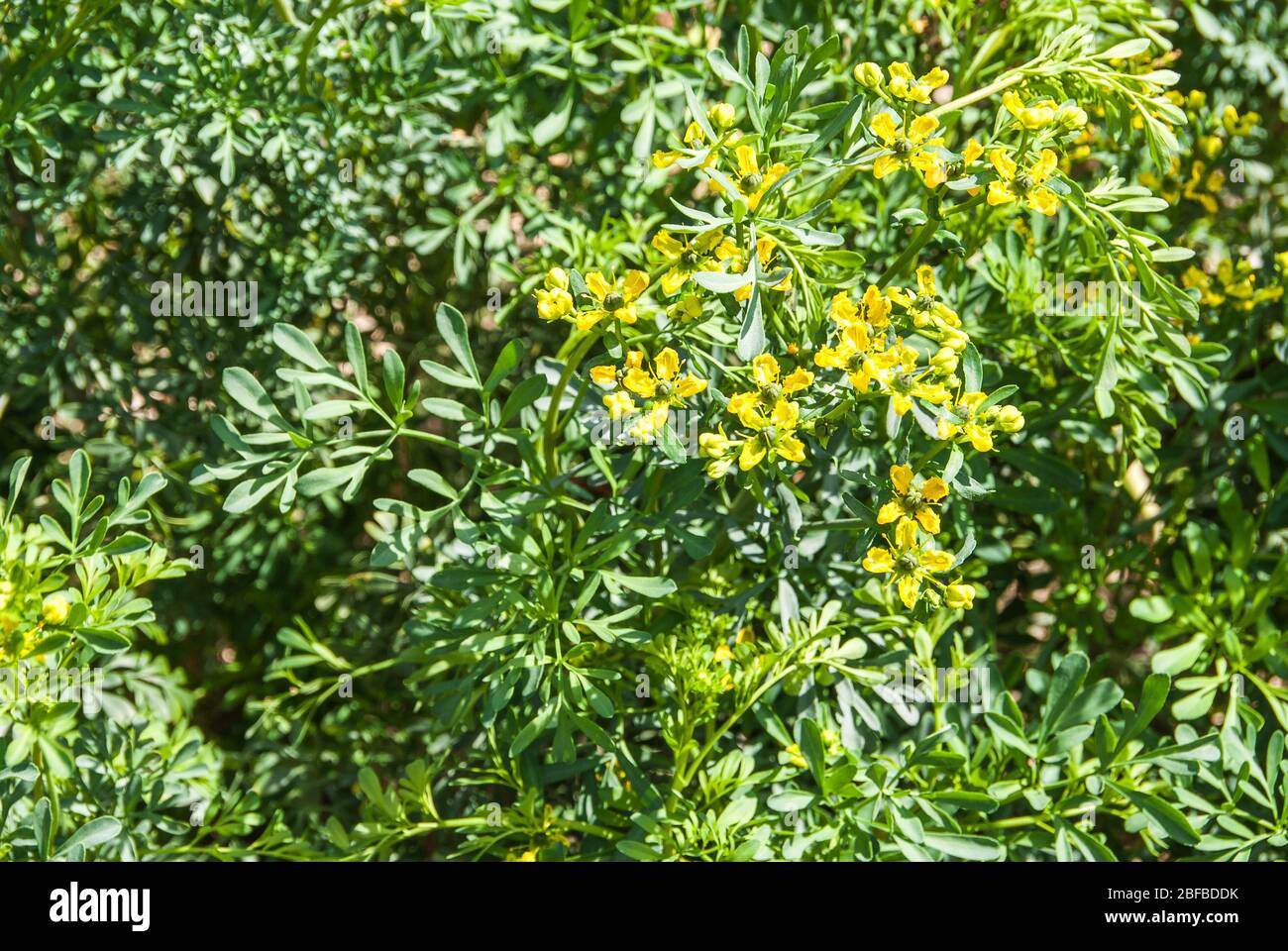 Ruta commonly known as rue Ruta graveolens rue or common rue Stock ...