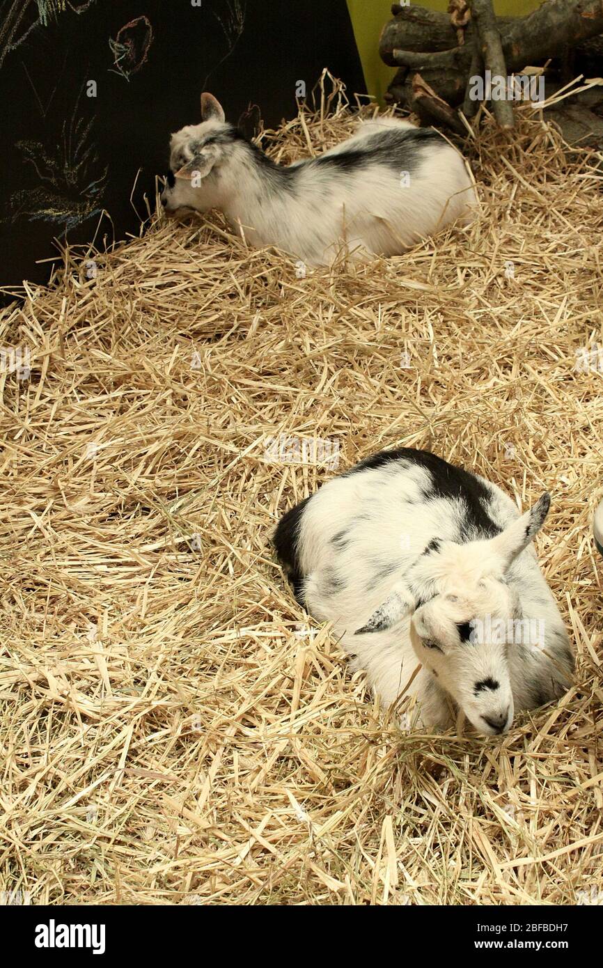 Glam goats at the beekman boys pop up shop hi-res stock photography and ...