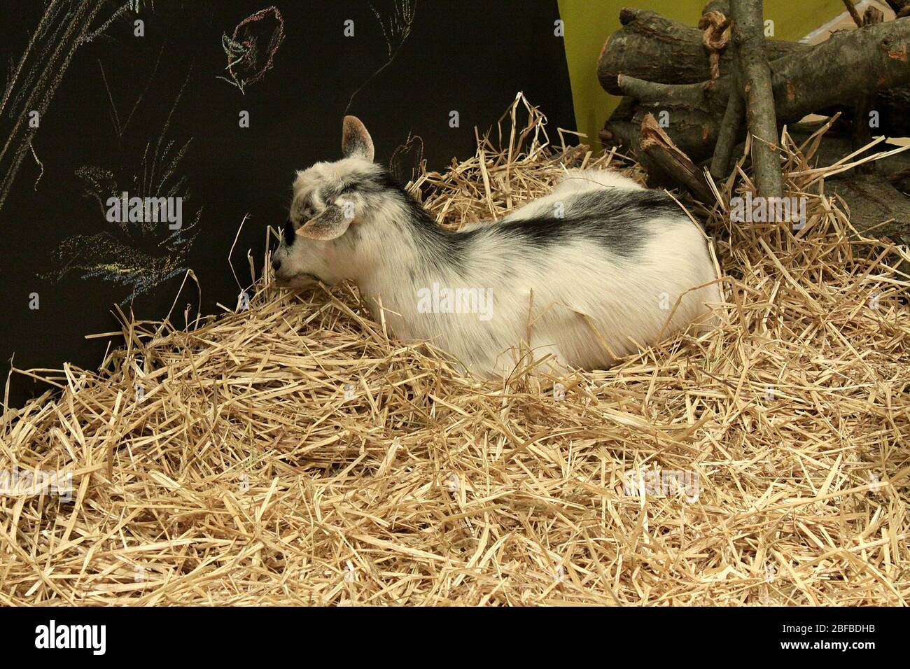 New York, NY, USA. 10 September, 2010. Glam goats at the Beekman Boys ...