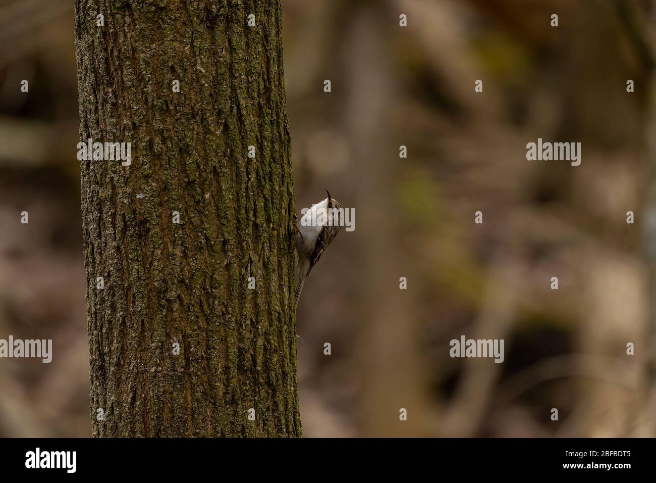 Brown Creeper also known as the American treecreeper Stock Photo - Alamy