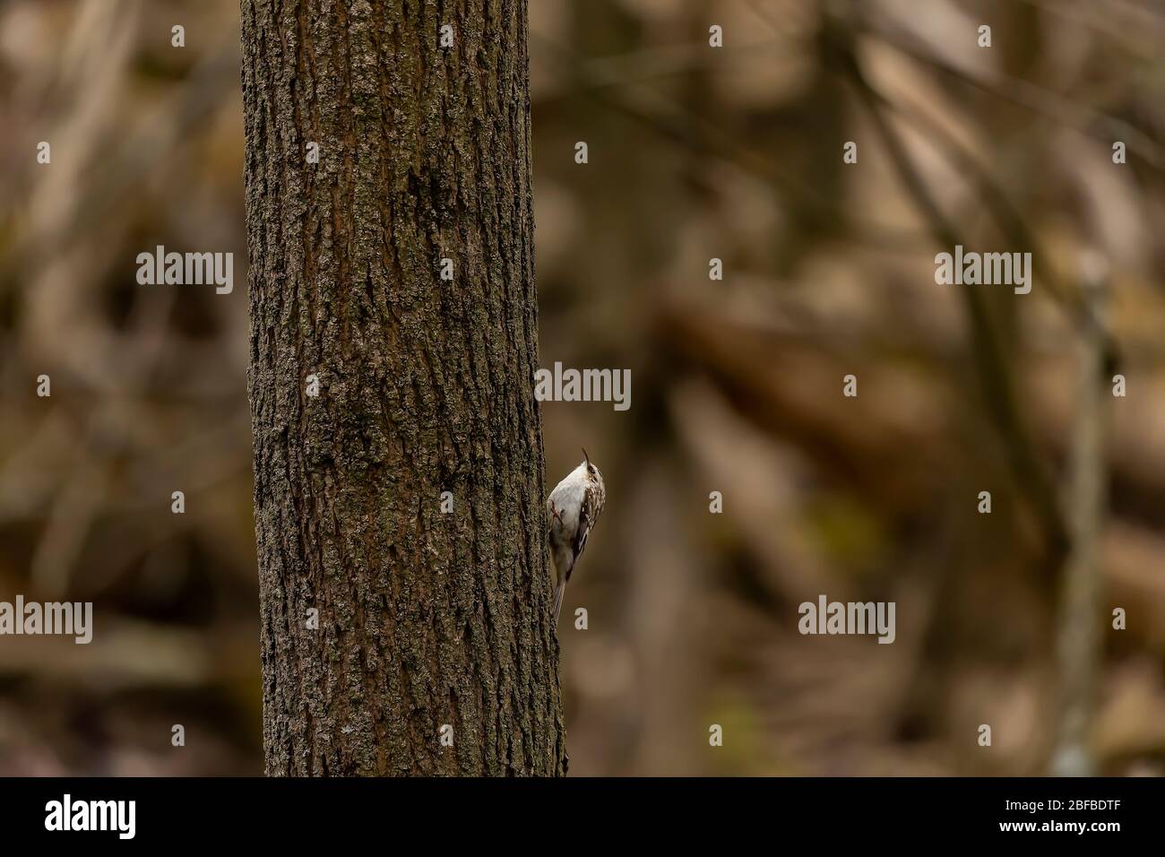 Brown Creeper also known as the American treecreeper Stock Photo - Alamy