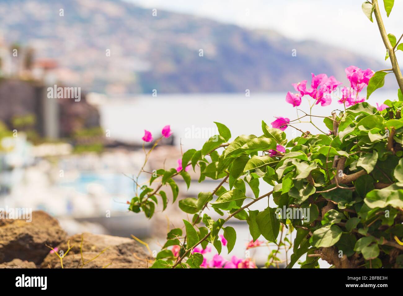 Bougainvillea madeira pink portugal hi-res stock photography and images ...