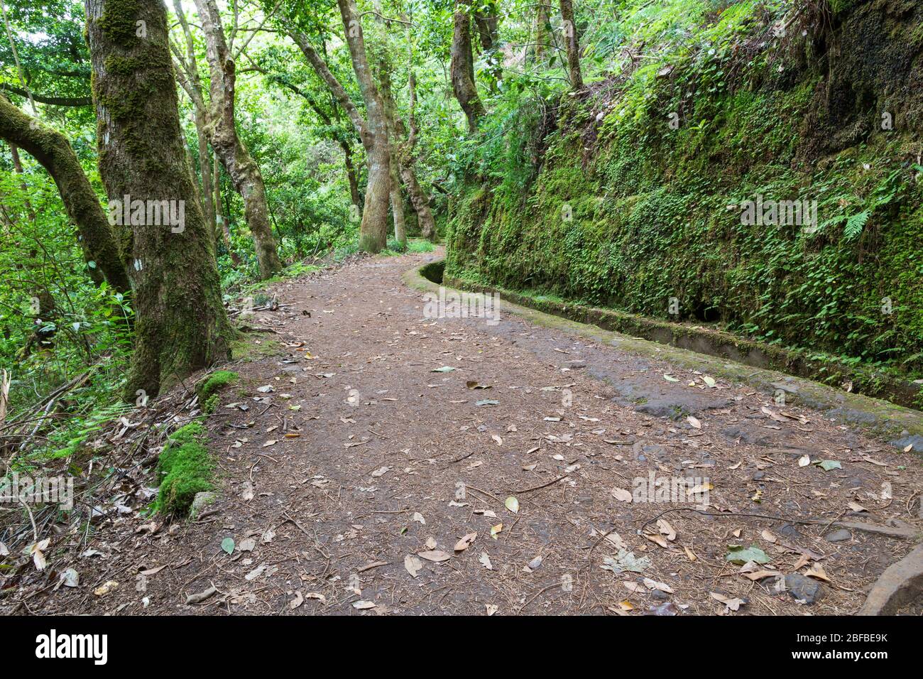 A walking trail along madeira's levada in the relic forest Stock Photo ...