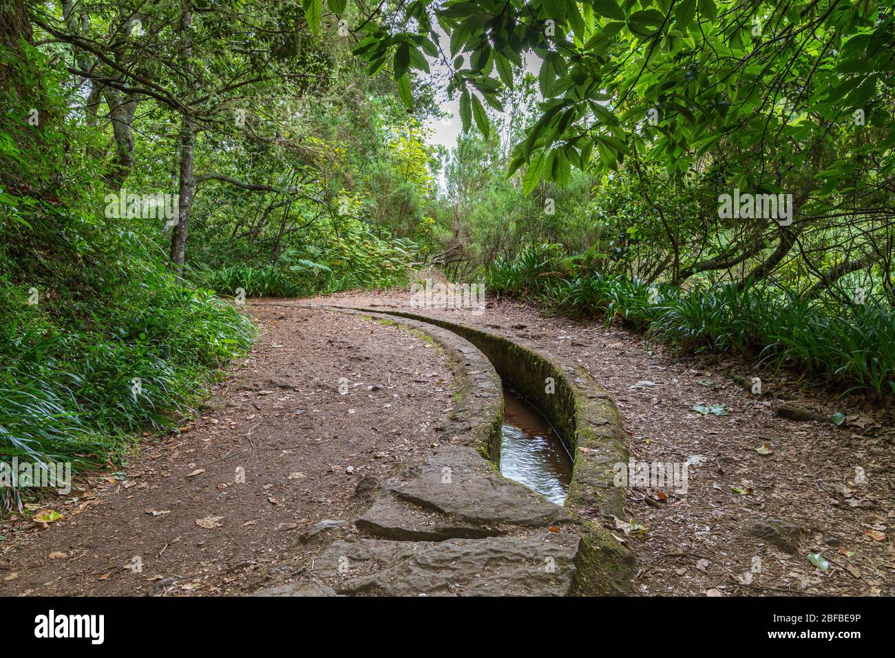 A walking trail along madeira's levada in the relic forest Stock Photo ...