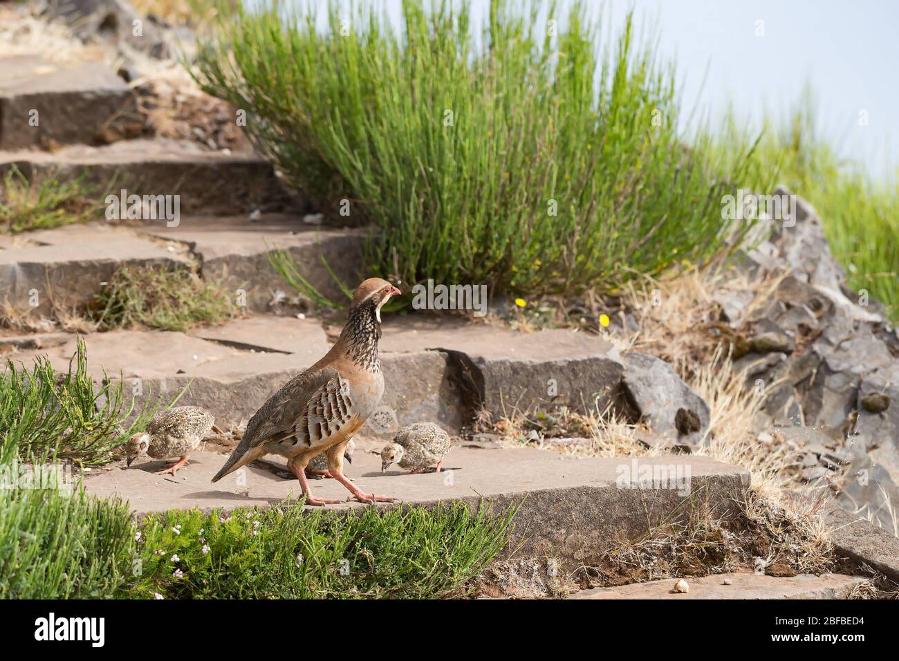 The rock partridge Alectoris graeca birds a bird of a pheasant family ...