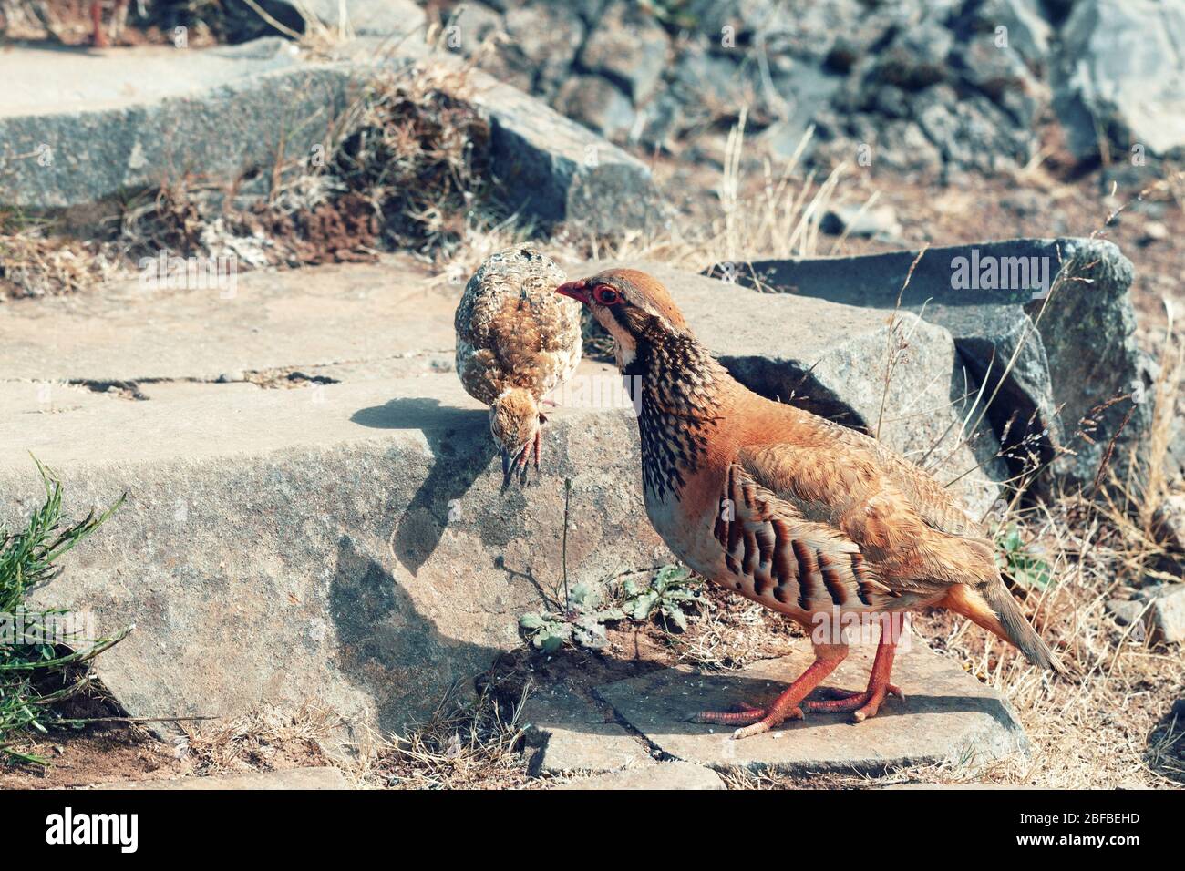 The rock partridge Alectoris graeca birds a bird of a pheasant family ...