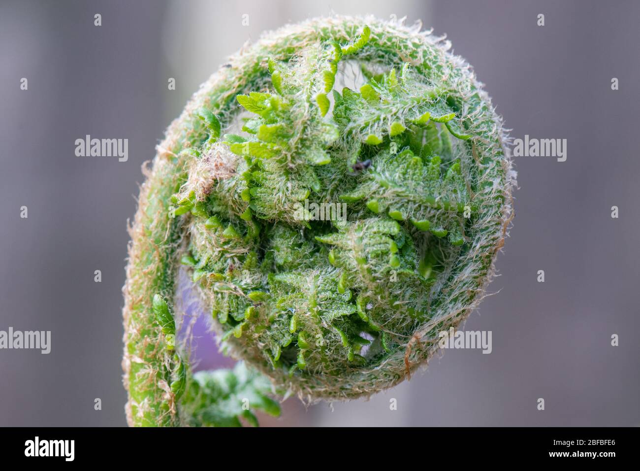 Fern head hi-res stock photography and images - Alamy
