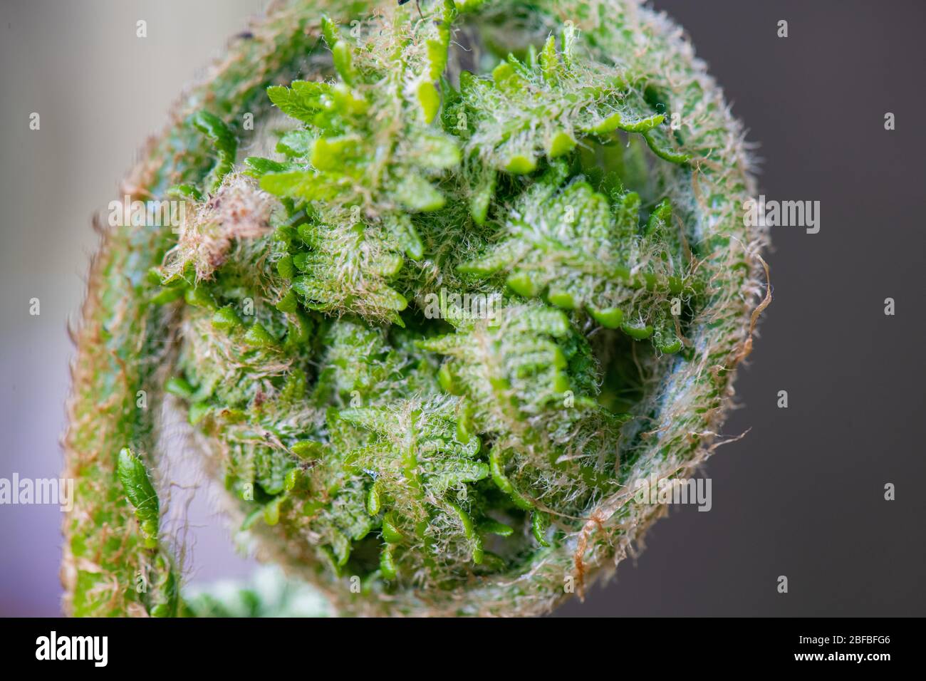 Fern Head High Resolution Stock Photography and Images - Alamy