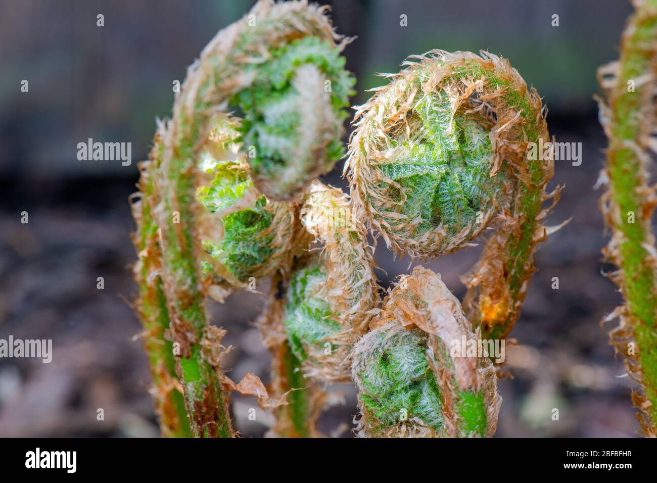 Fern fiddle head Stock Photo - Alamy