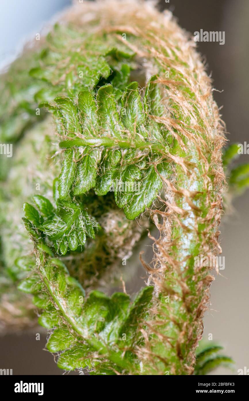 Fern fiddle head Stock Photo - Alamy