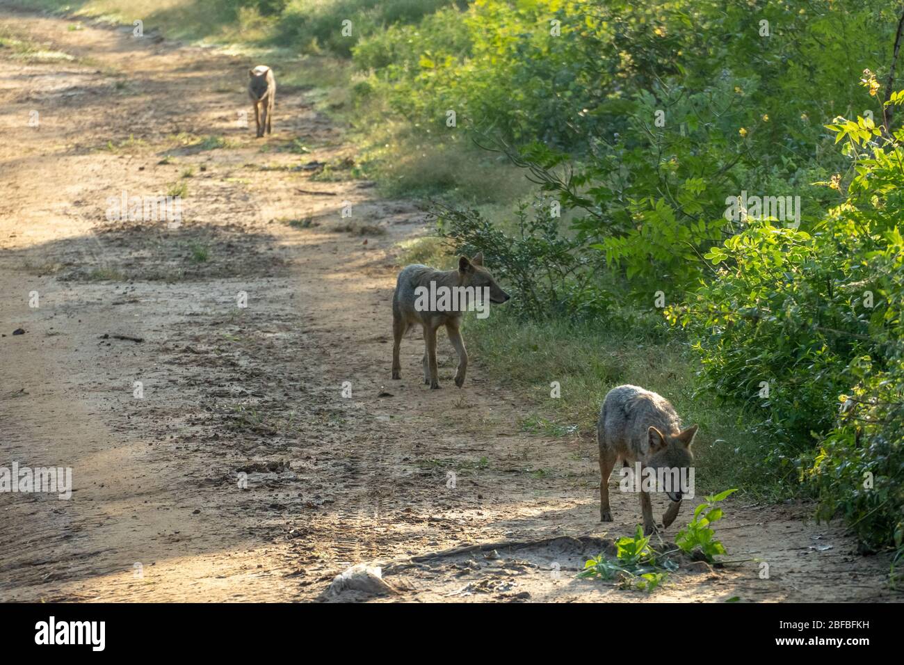 A group of wild jackals hunting for food during sunny morning Stock ...