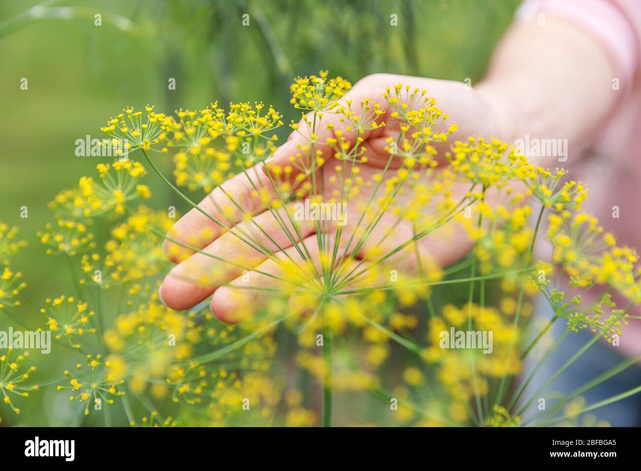 Gardening and agriculture concept. Female farm worker hand harvesting ...