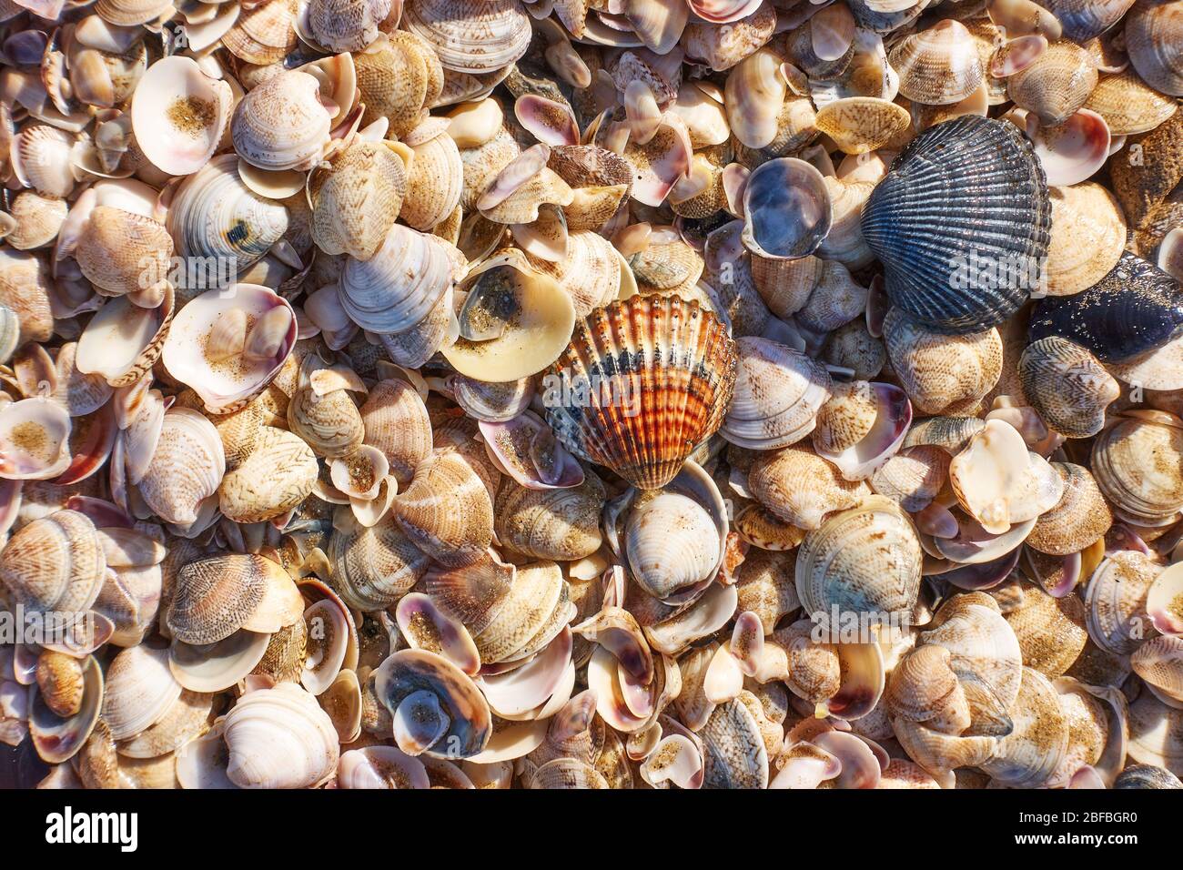 Colorful seashells on the beach, may be used as background Stock Photo ...