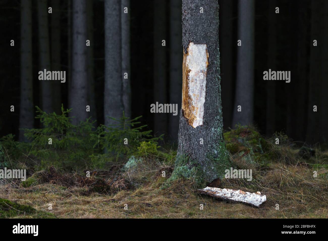 bark fallen from a tree Stock Photo - Alamy