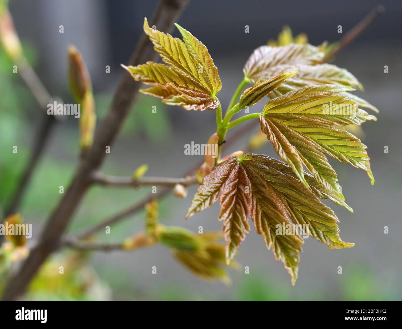 Norway maple tree hi-res stock photography and images - Alamy
