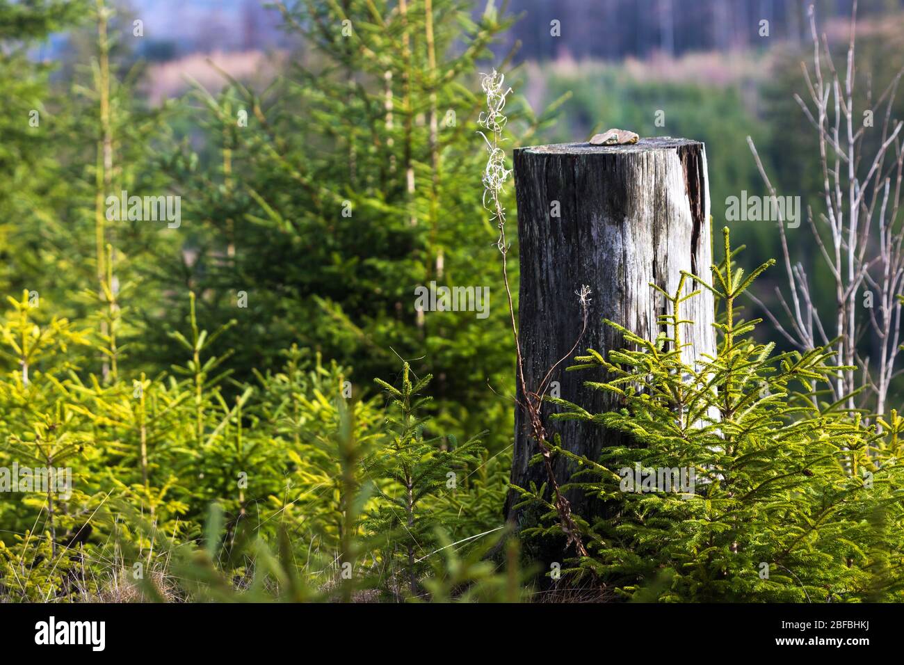 Tree stump in a coniferous forest Stock Photo - Alamy