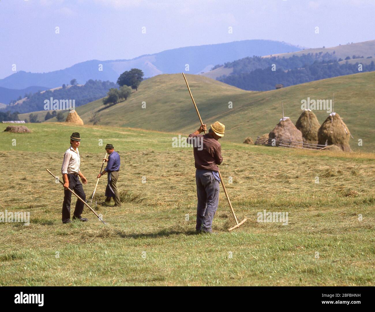 Farmers racking hay in field, Hargita County, Centru (Transylvania ...