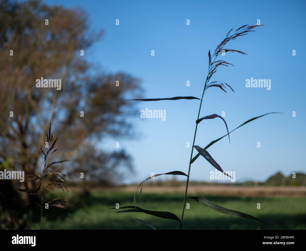 A single blade of grass isolated against a landscape background Stock ...