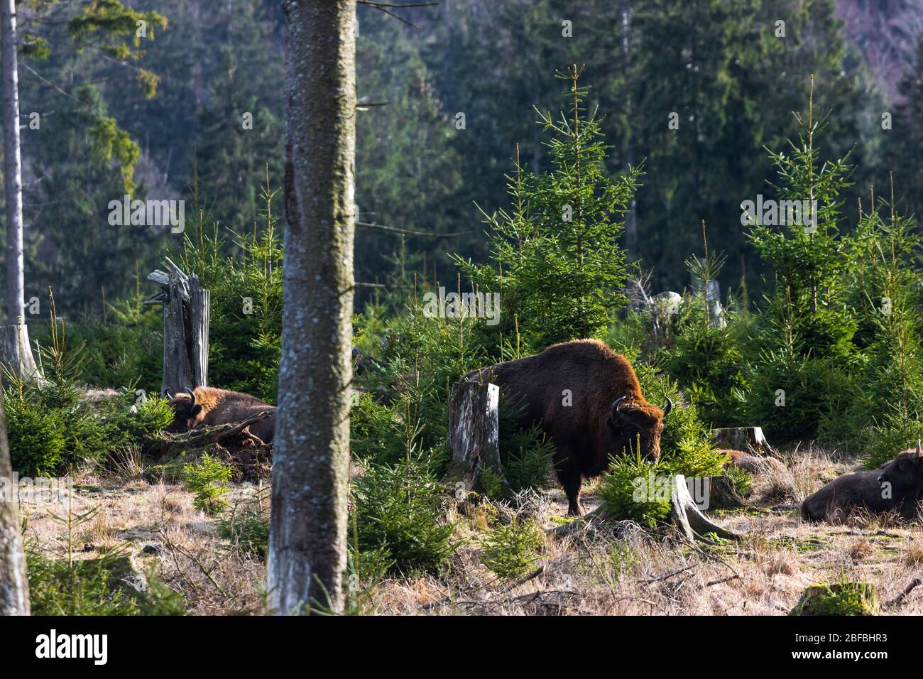 Wisent in hi-res stock photography and images - Alamy