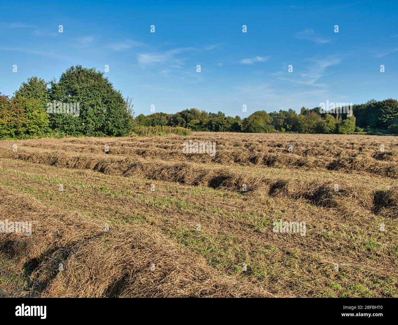 Row feed hi-res stock photography and images - Alamy