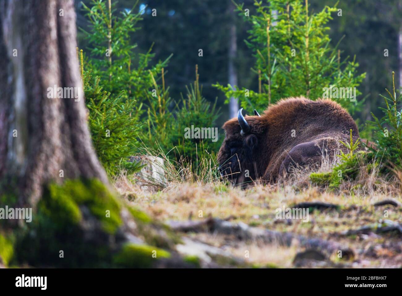 Wisent in hi-res stock photography and images - Alamy