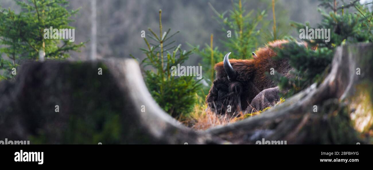 Wisent in hi-res stock photography and images - Alamy