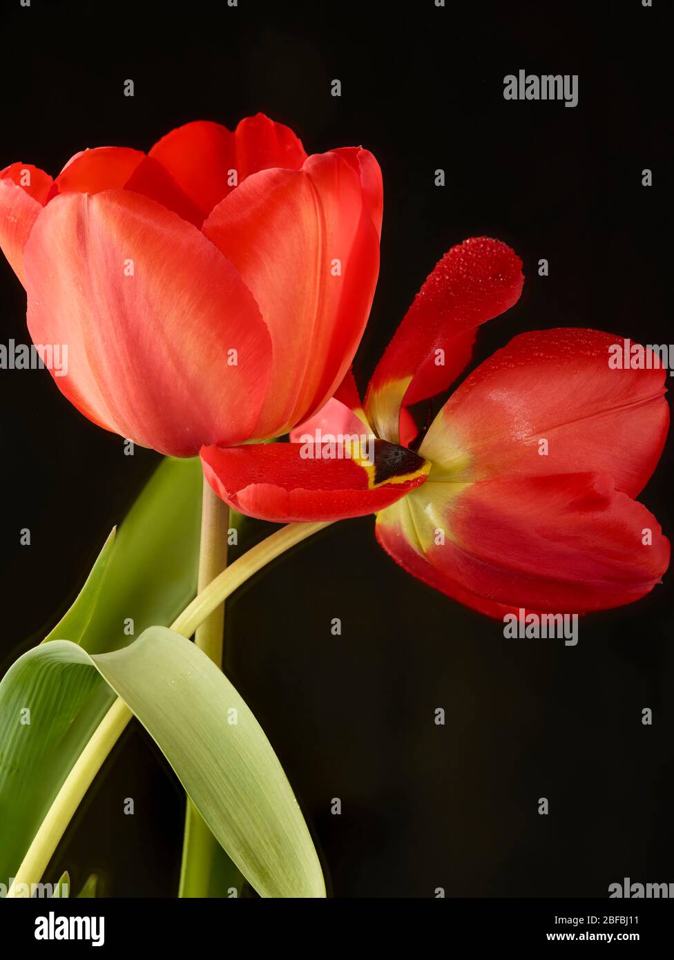 Flower photography of spring flowering Tulips grown in a residential ...