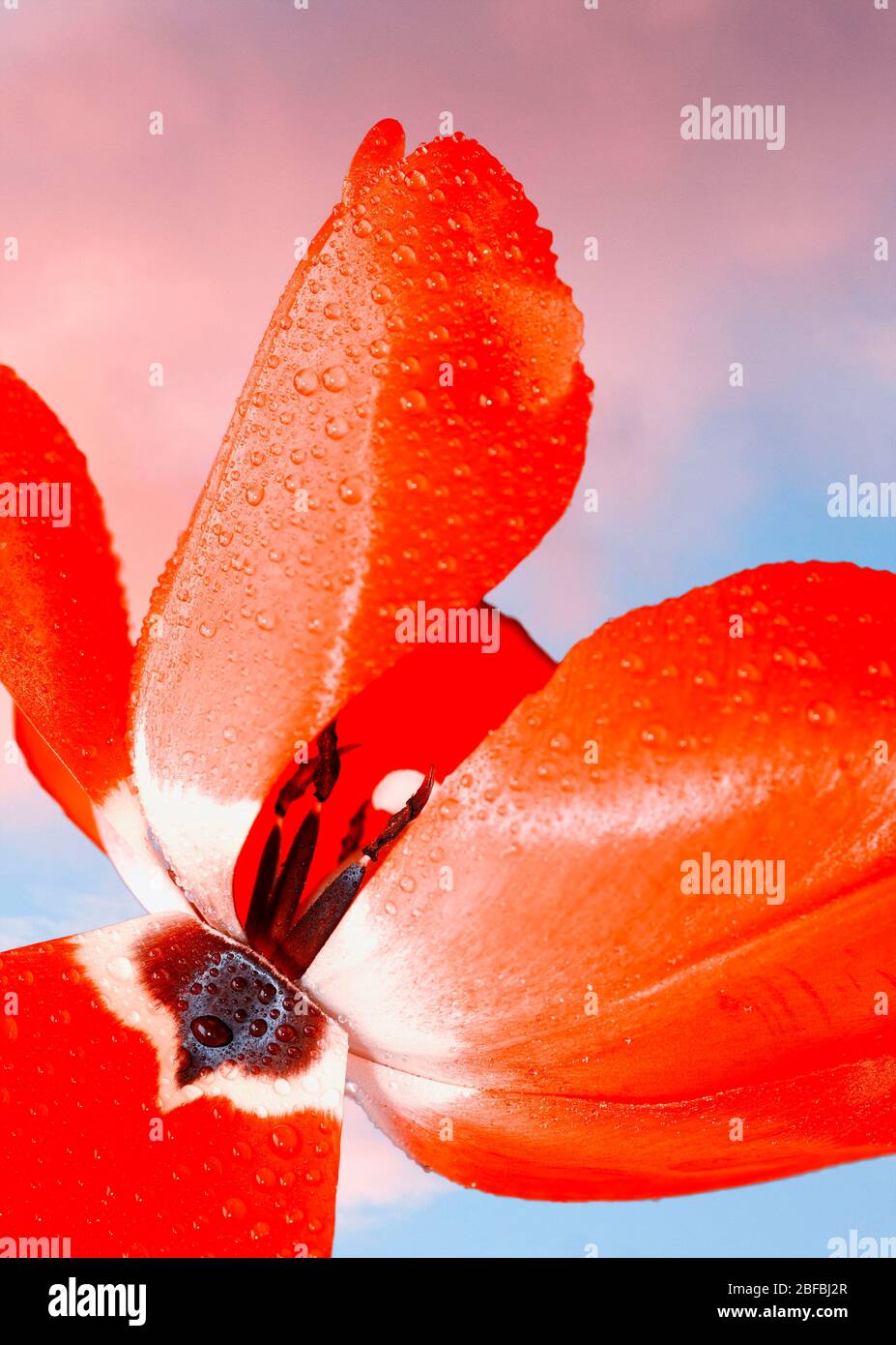 Flower photography of spring flowering Tulips grown in a residential ...