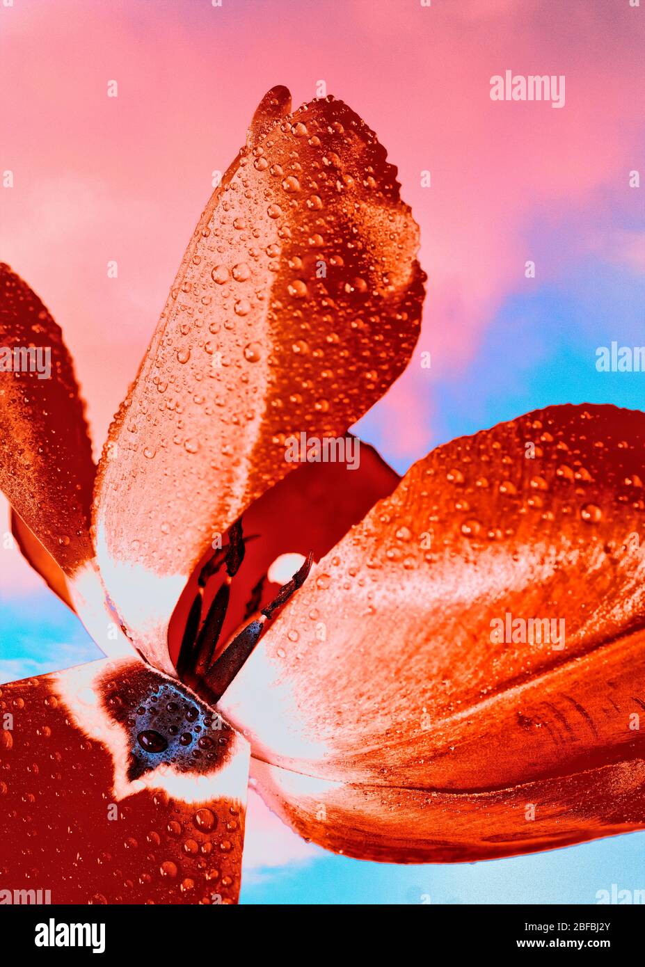 Flower photography of spring flowering Tulips grown in a residential ...