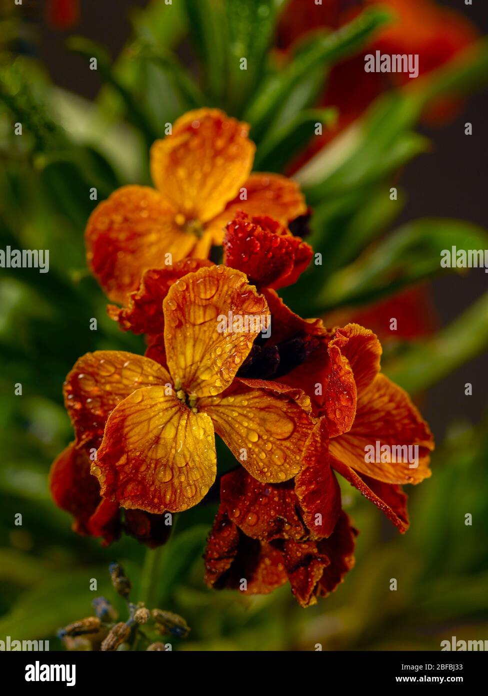Erysimum (wallflower) flowering profusely a residential garden in the ...