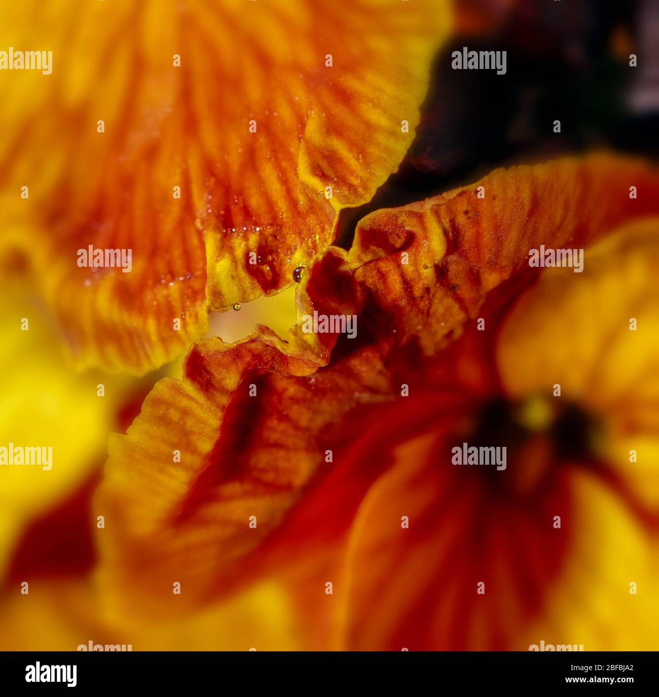 Close up wallflower petal growing in an urban garden border, nature ...