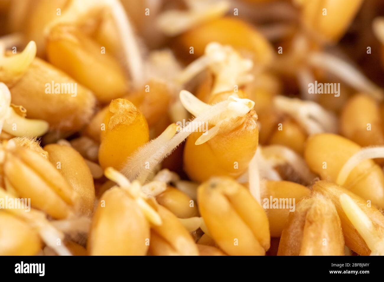 Healthy bread sprouted grains hi-res stock photography and images - Alamy