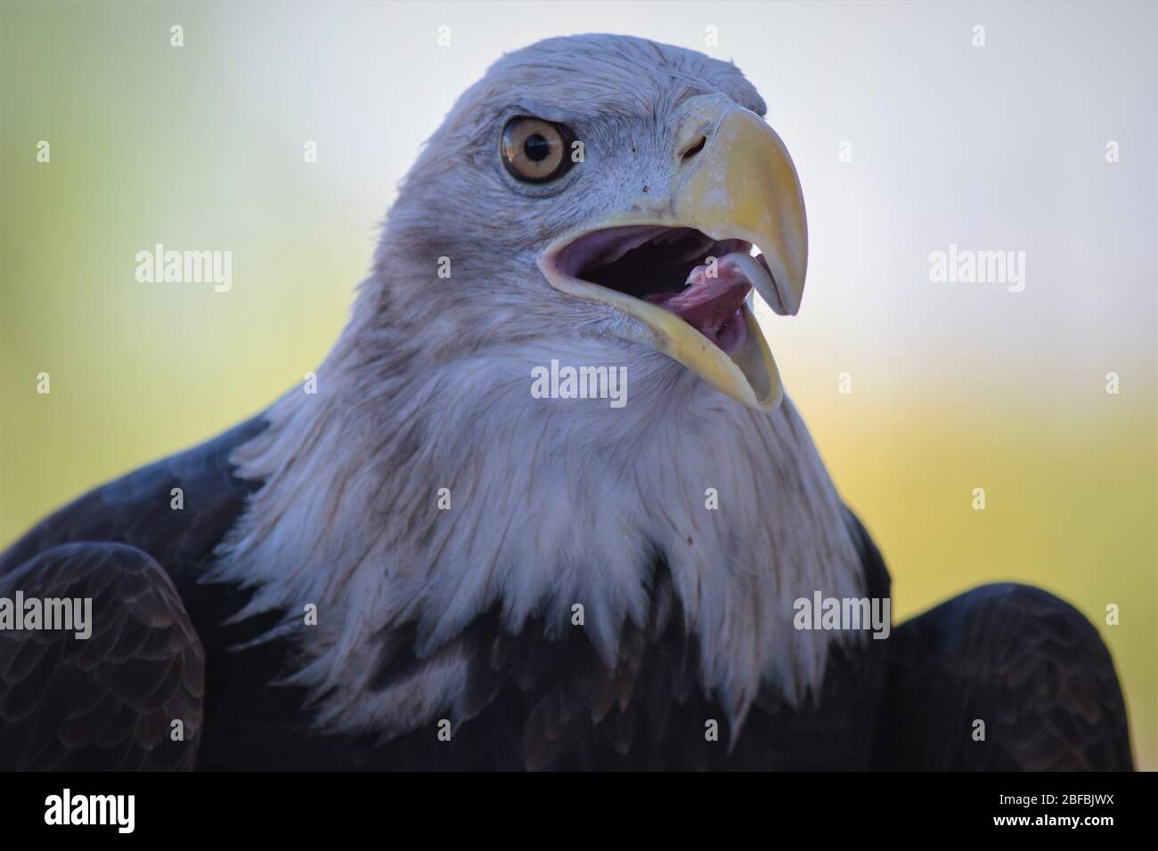 A young bald eagle holds his beak open during the heat of the Arizona ...