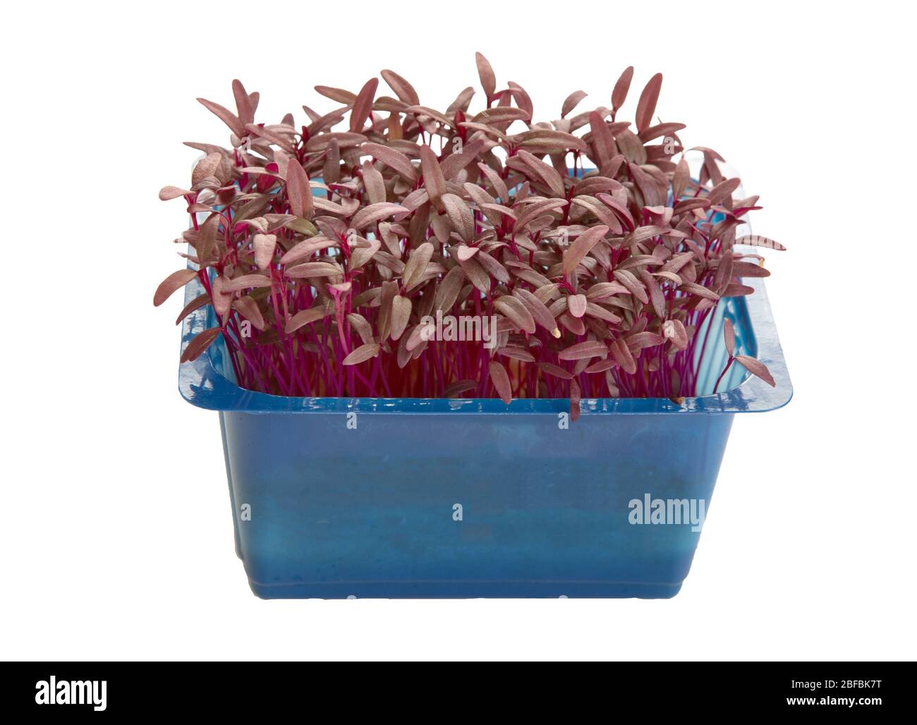 Amaranth micro shoot in a jar on white background Stock Photo - Alamy