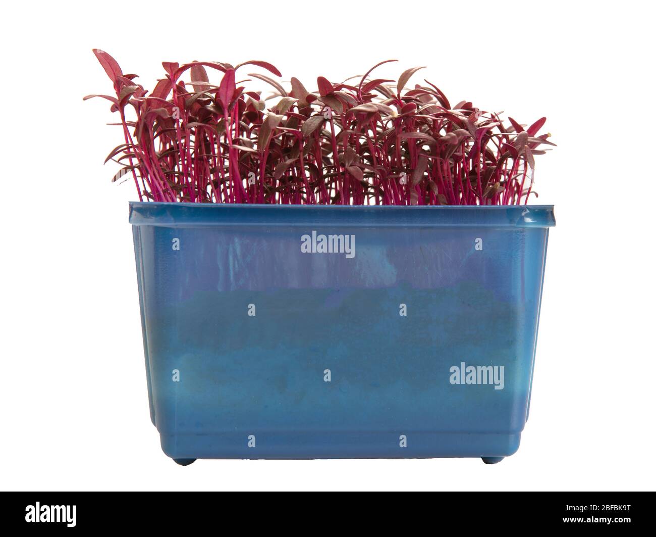Amaranth micro shoot in a jar on white background Stock Photo - Alamy