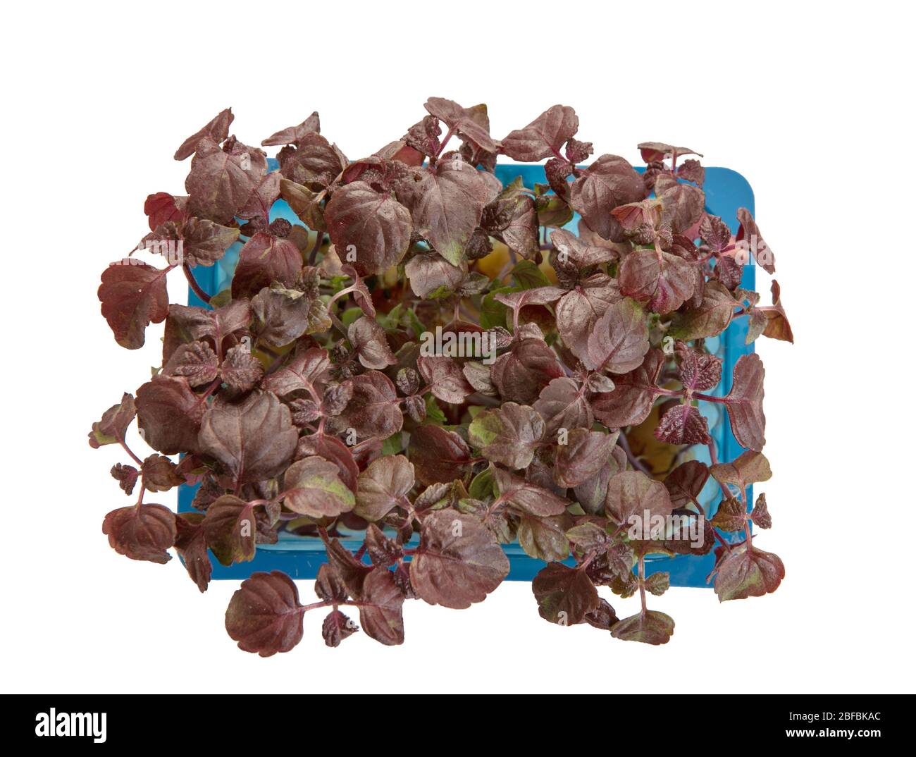 Micro shoot of red shiso in a blue tray on white background Stock Photo ...
