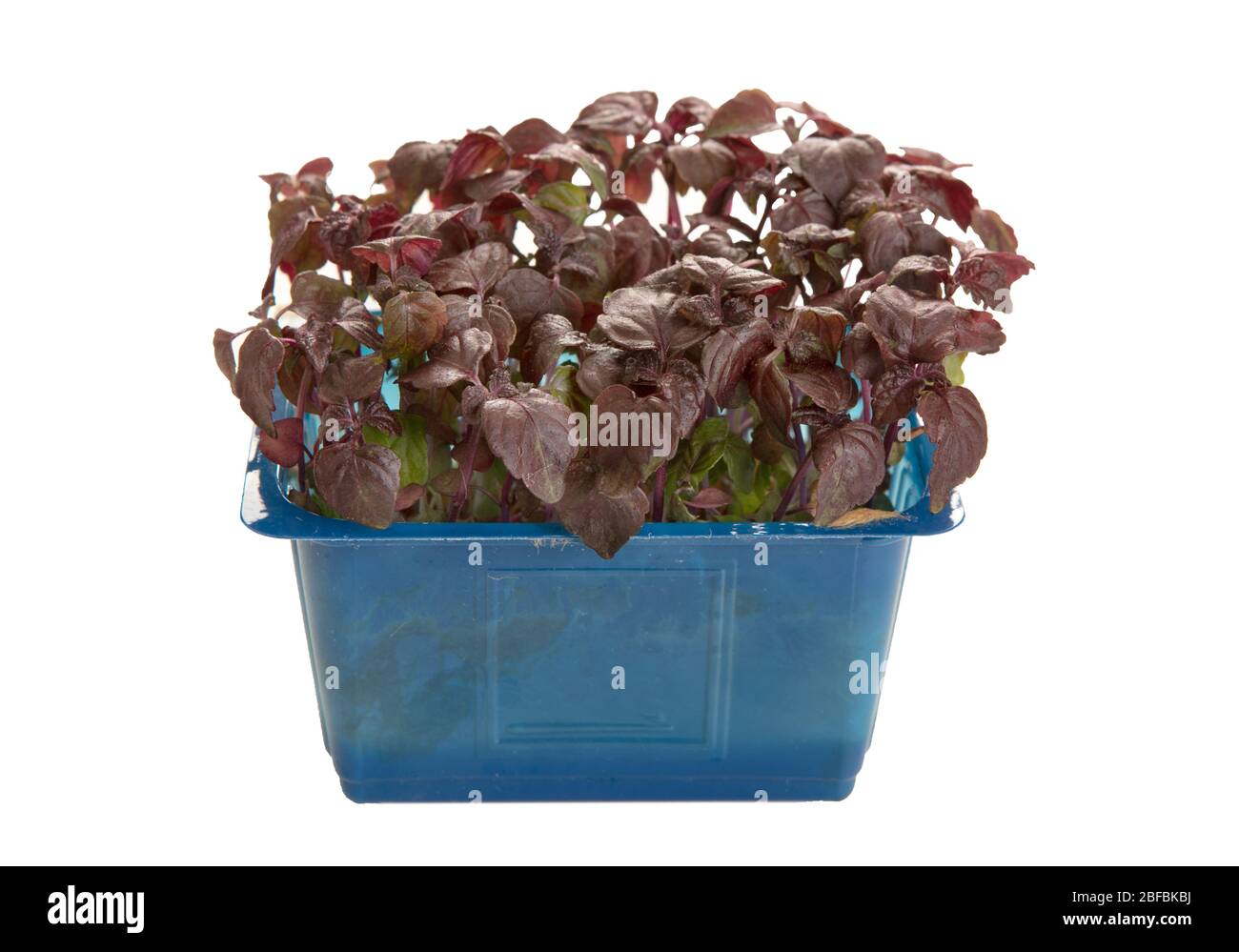 Micro shoot of red shiso in a blue tray on white background Stock Photo ...