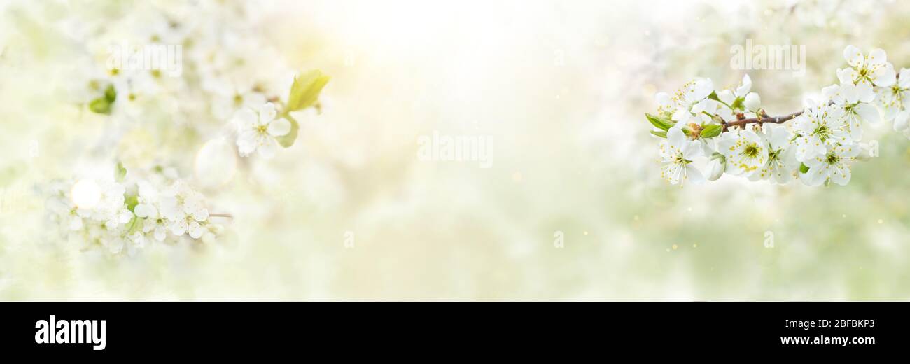 Bright spring background apple orchard. Spring background with white ...