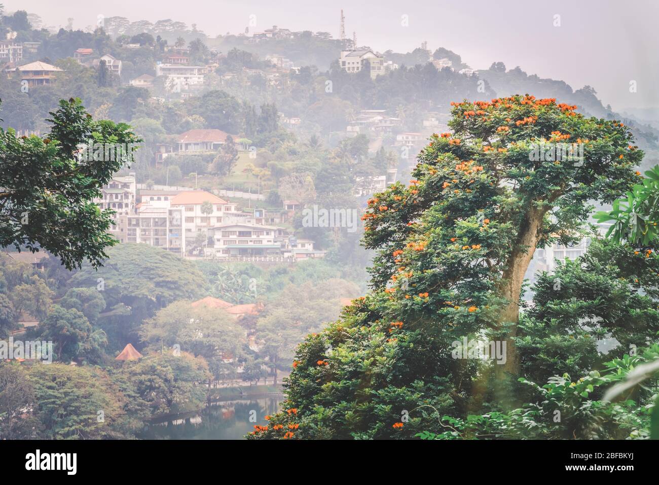 Calm Asian landscape, African tulip tree in Kandy, Sri Lanka Stock ...