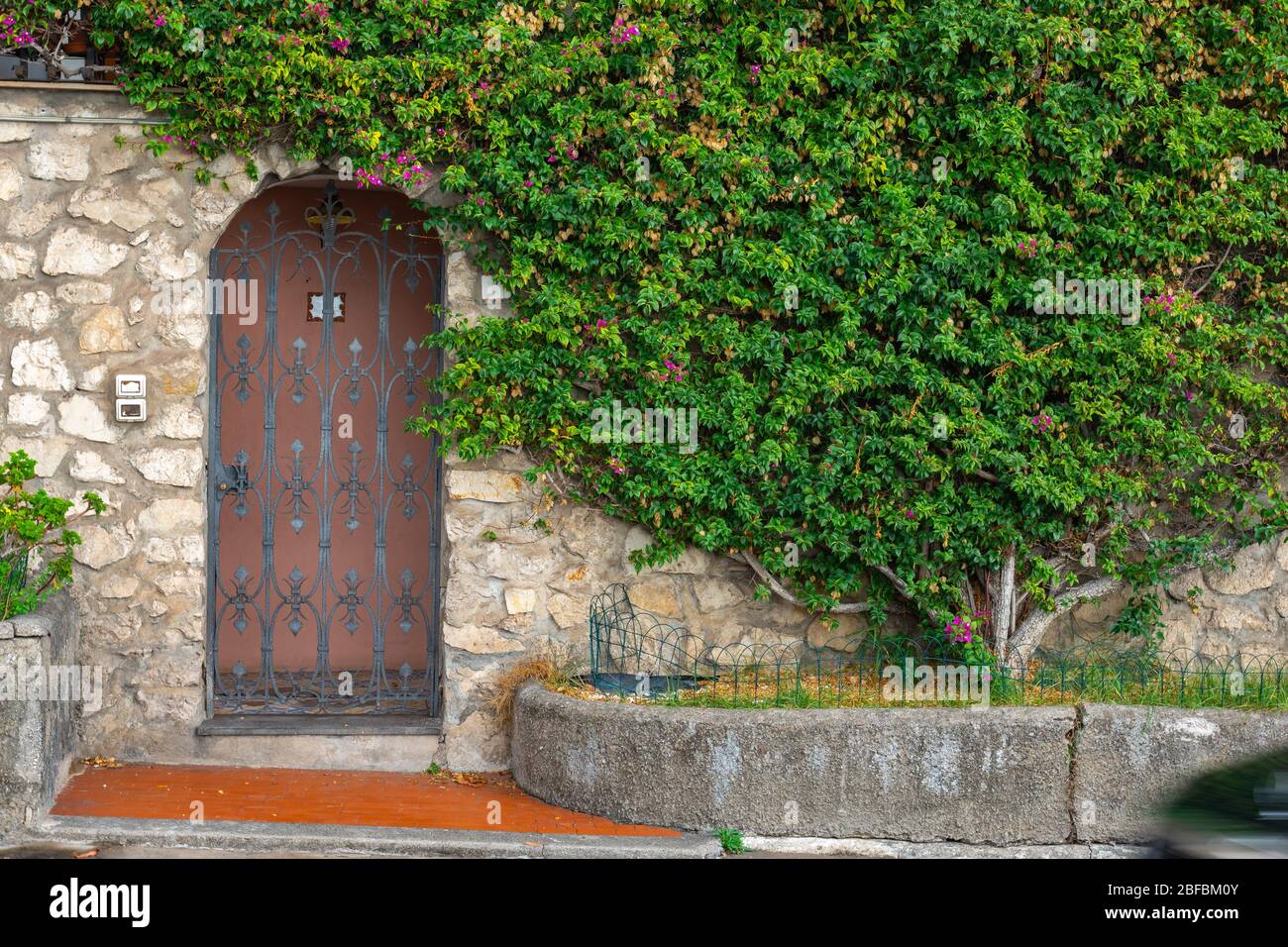 Clambering evergreen hi-res stock photography and images - Alamy