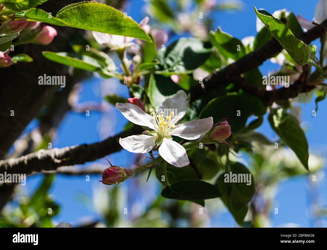 Flowering fruit trees in the old Country near Hamburg Germany Stock ...